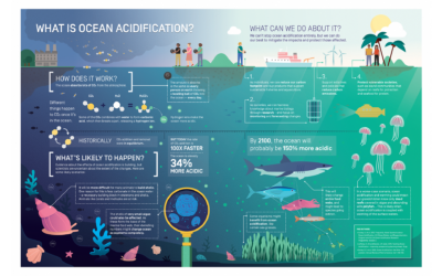 Infographic Ocean acidification | Science communication & Graphic design